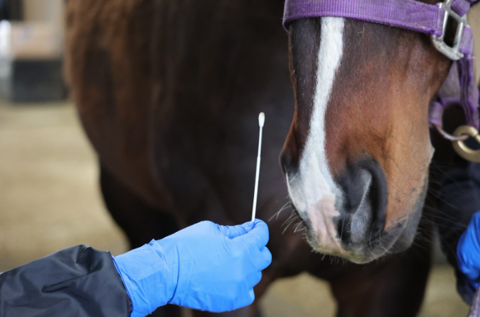 Fluxergys Streptococcus Equi Ss Equi Assay